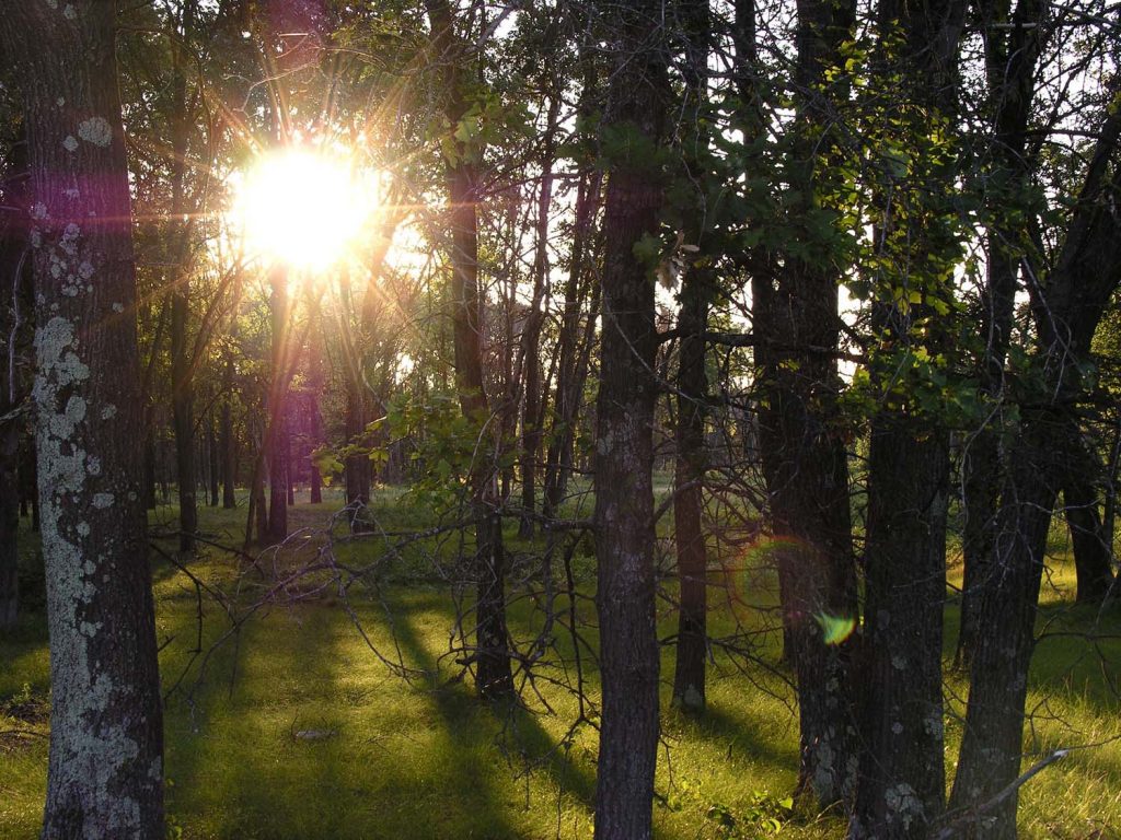 How Do Trees and Forests Grow? - UW-Madison Extension Forestry