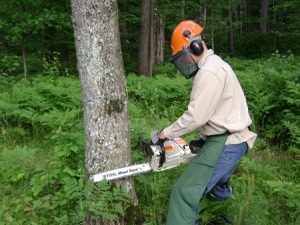 Check your chainsaw checklist before heading out to the woods - UW ...