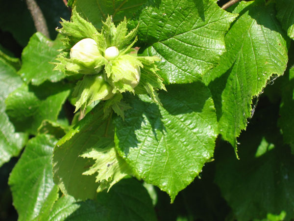 An Introduction to Hazelnuts in Wisconsin – UW-Madison Extension Forestry