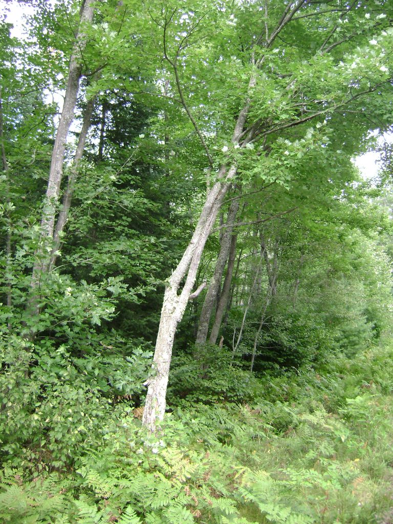 Harvesting trees in the right order - UW-Madison Extension Forestry