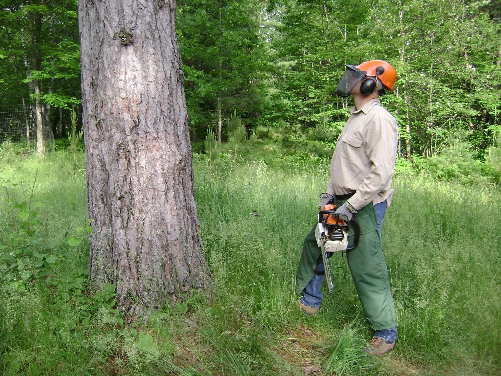 Check your chainsaw checklist before heading out to the woods - UW ...