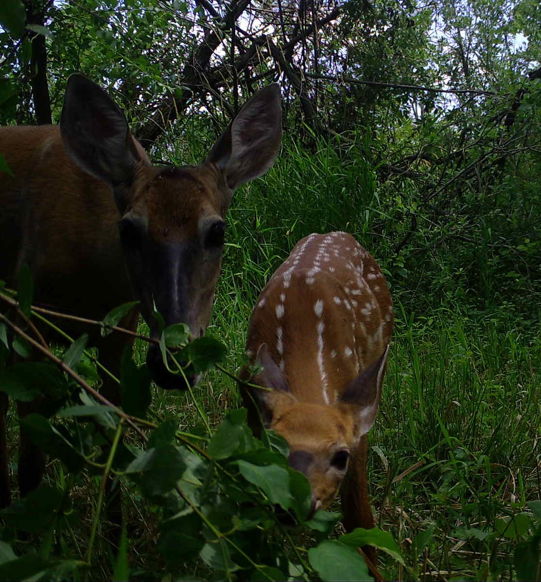 Taking a snapshot of Wisconsin’s wildlife - UW-Madison Extension Forestry