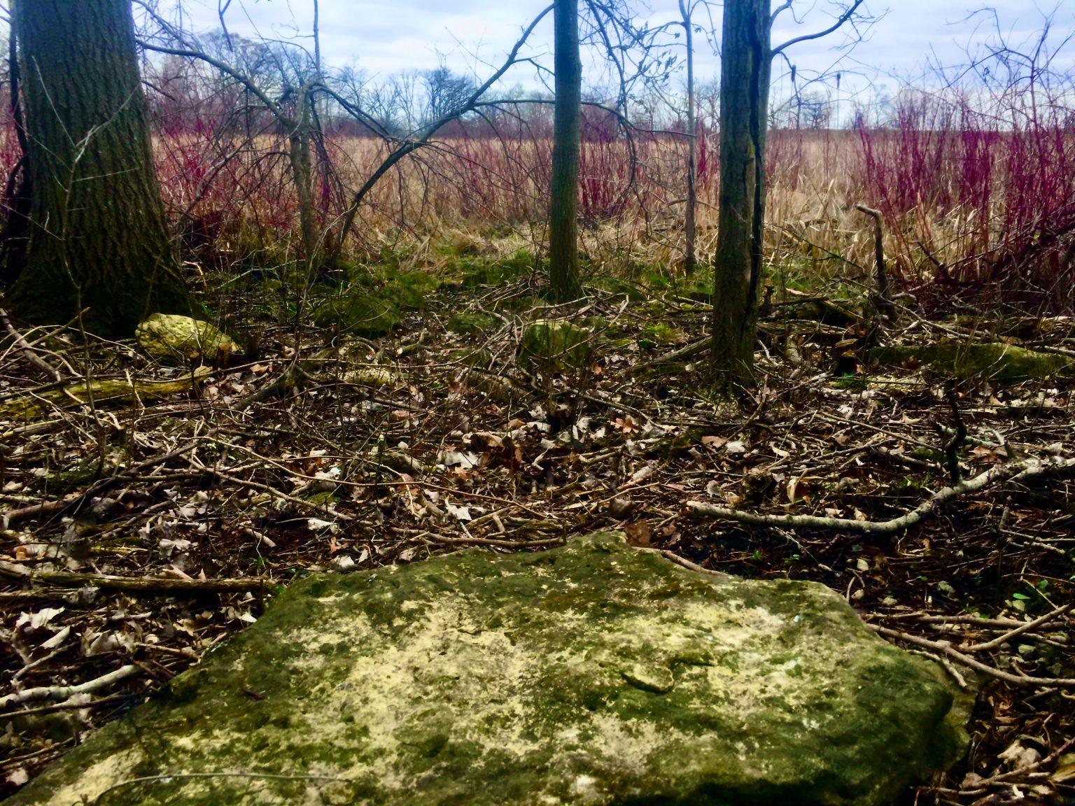 Consider the moss - UW-Madison Extension Forestry