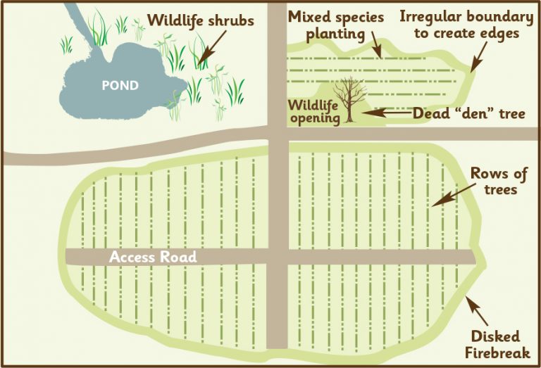 Tree planting – It’s all in the details – UW-Madison Extension Forestry