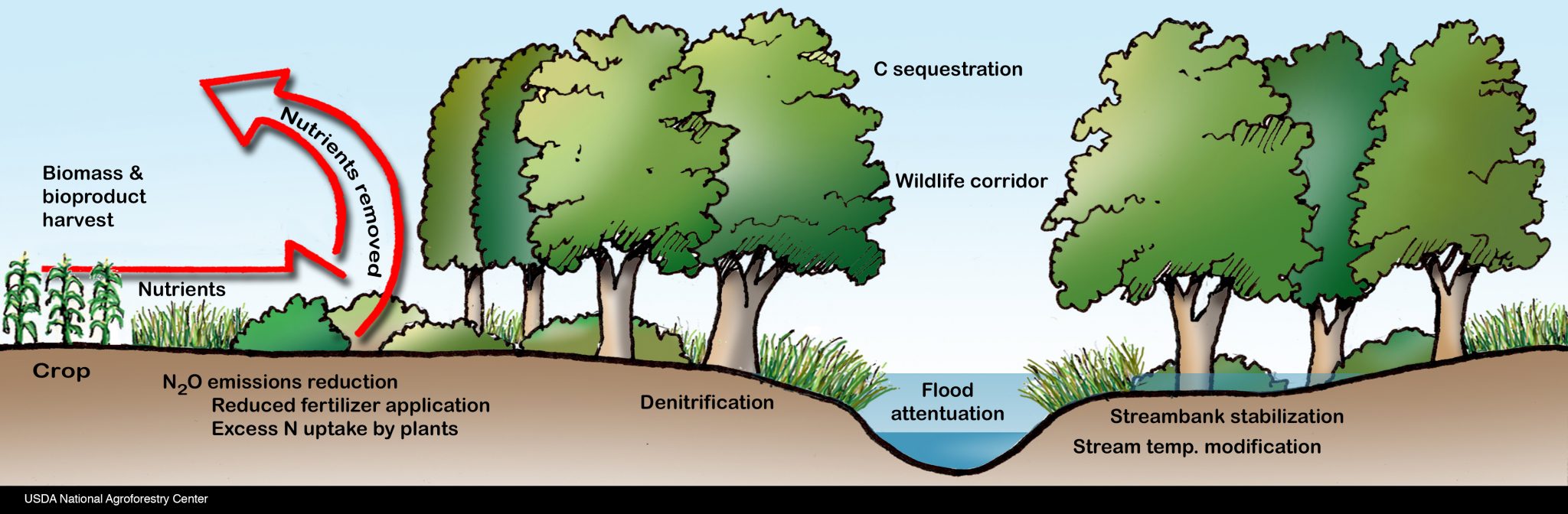 Riparian buffers - Agroforestry for any property - UW-Madison Extension ...