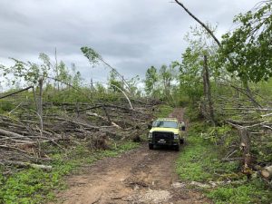 Wind damage to trees - UW-Madison Extension Forestry