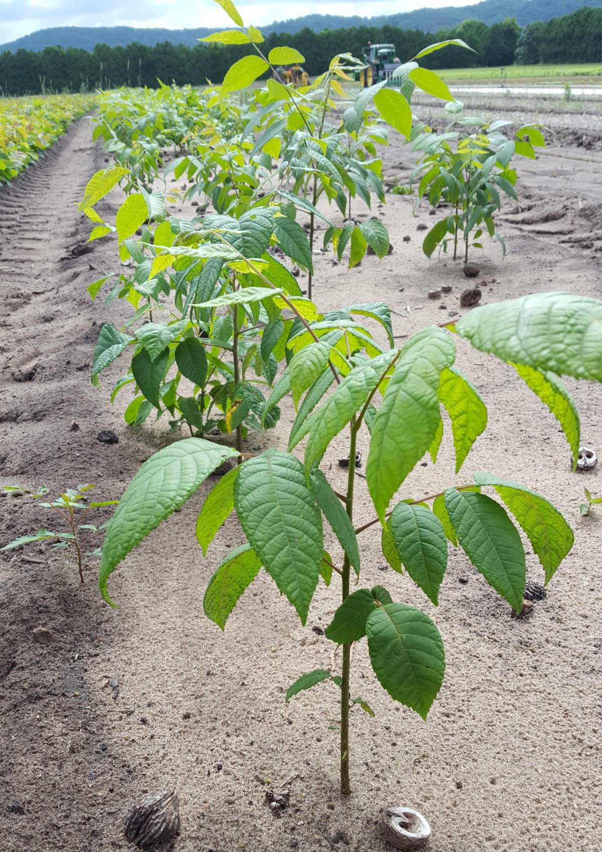 Learn about Woodlands - UW-Madison Extension Forestry