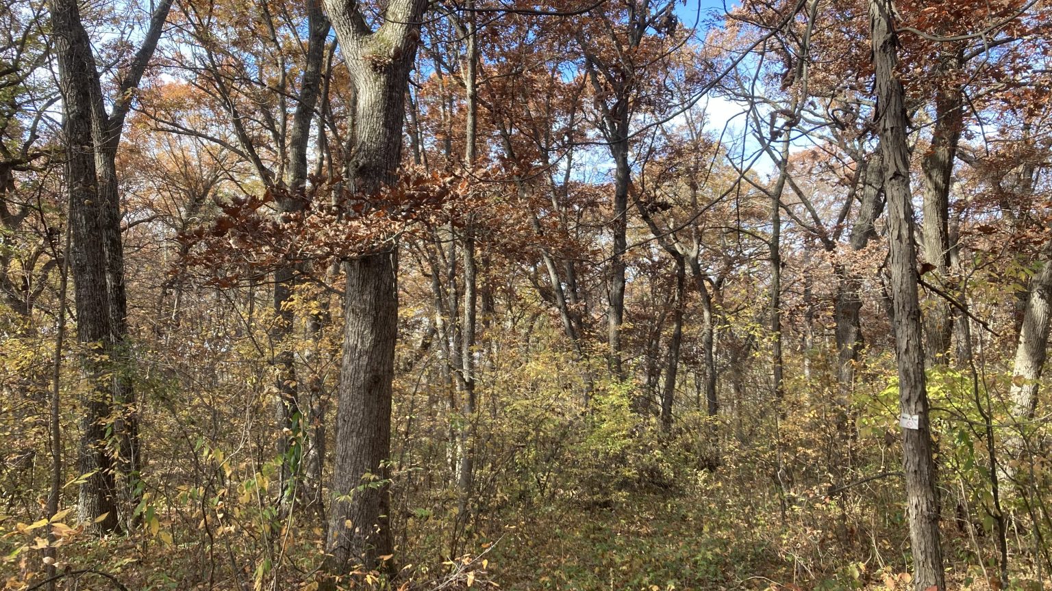 Wisconsin Forest Carbon Programs - UW-Madison Extension Forestry
