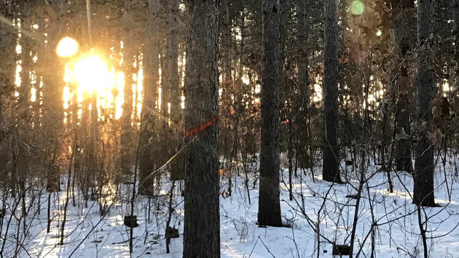 UW-Madison Extension Forestry - UW-Madison Extension Forestry