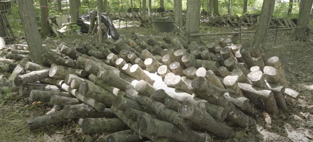 Growing Mushrooms on Logs Using Plug Spawn - UW-Madison Extension Forestry