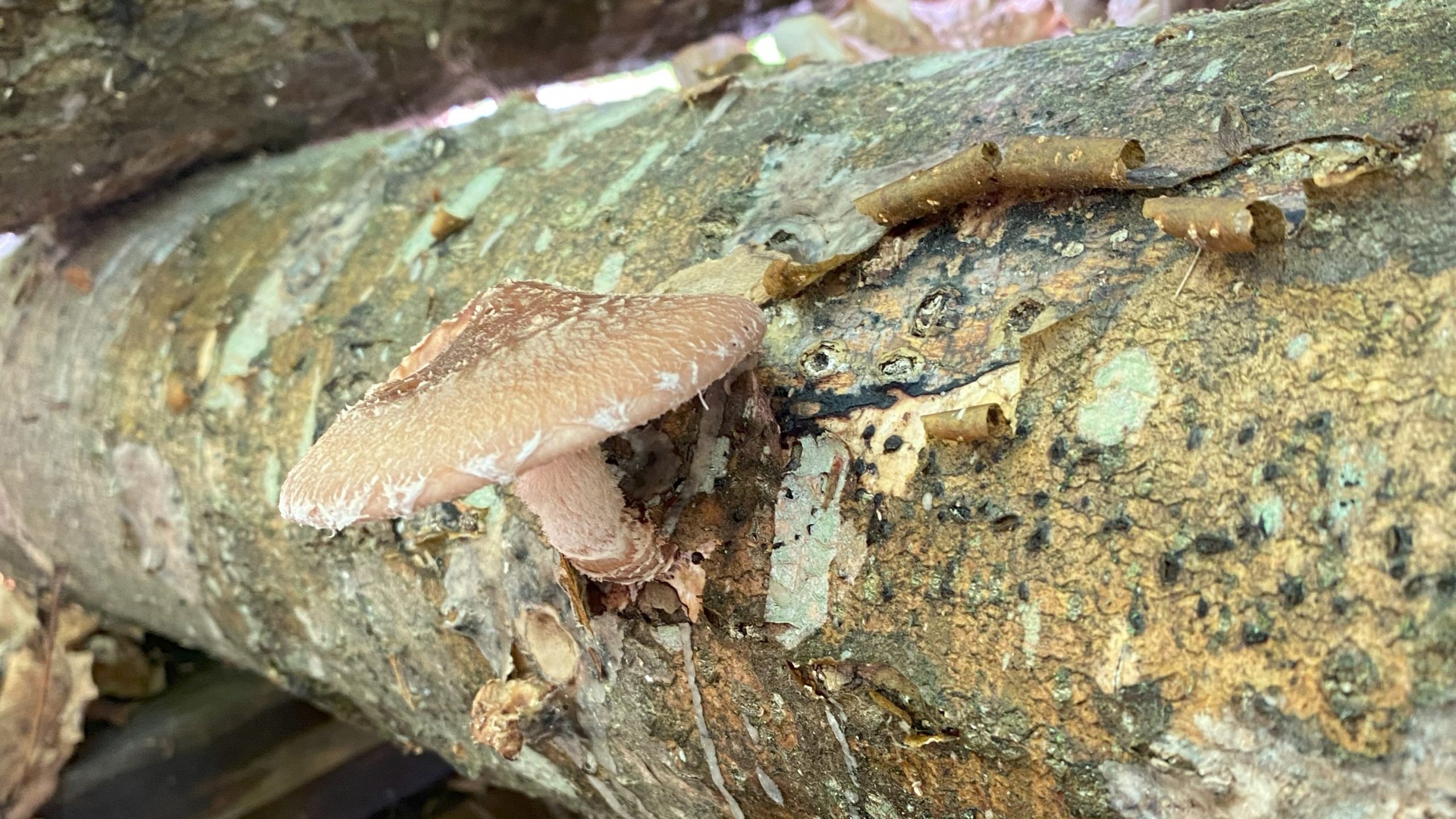 Growing Mushrooms on Logs Using Plug Spawn - UW-Madison Extension Forestry