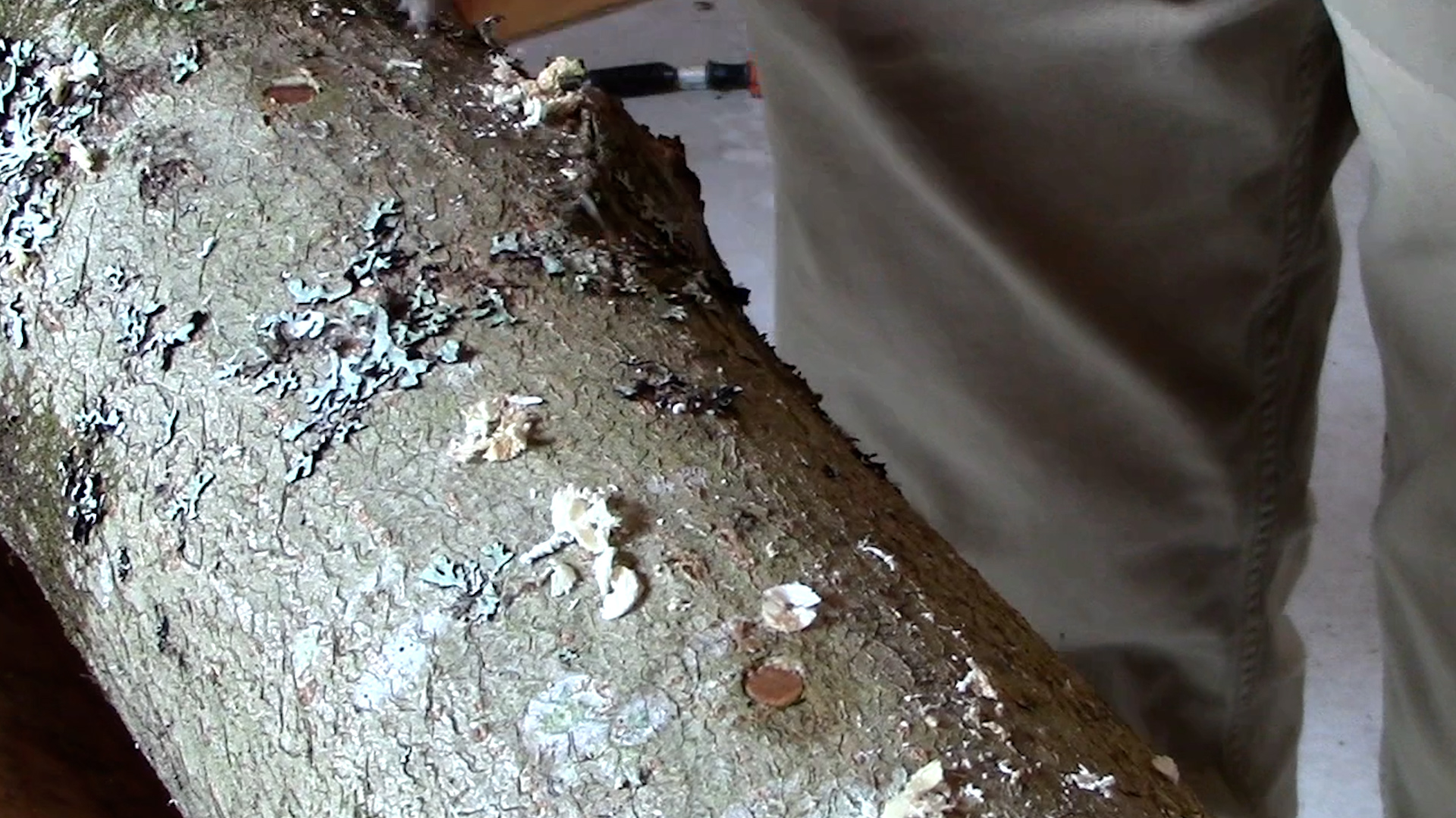 Growing Mushrooms on Logs Using Plug Spawn - UW-Madison Extension Forestry