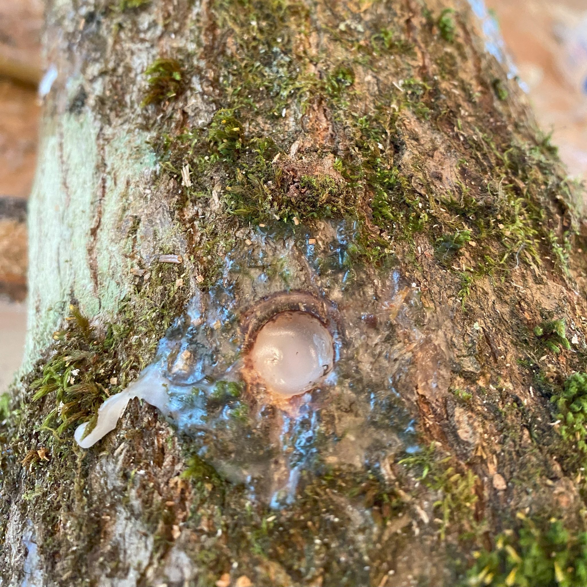 Growing Mushrooms on Logs Using Plug Spawn - UW-Madison Extension Forestry