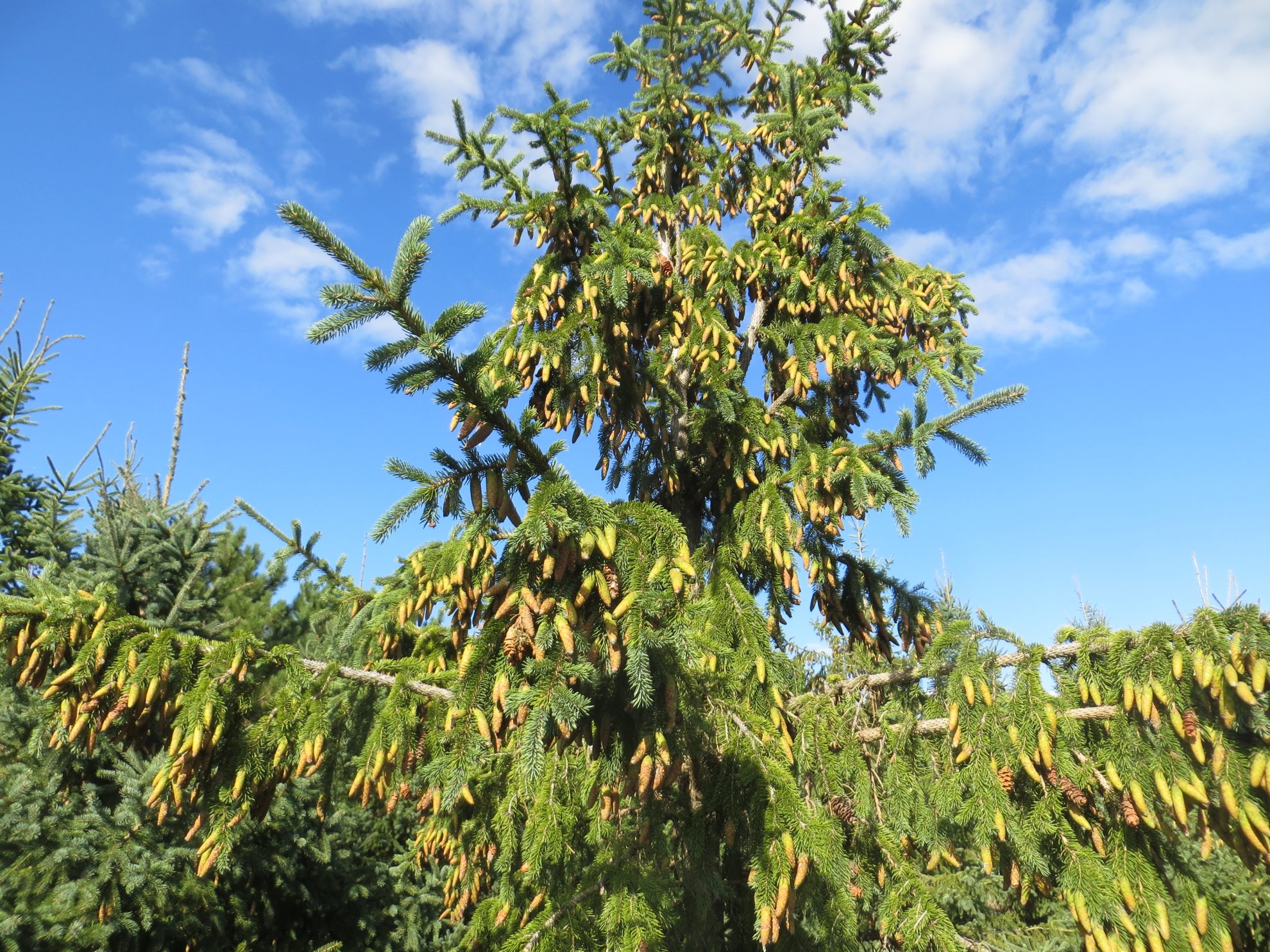 Beyond Timber: Growing and Gathering in Your Woods - UW-Madison ...