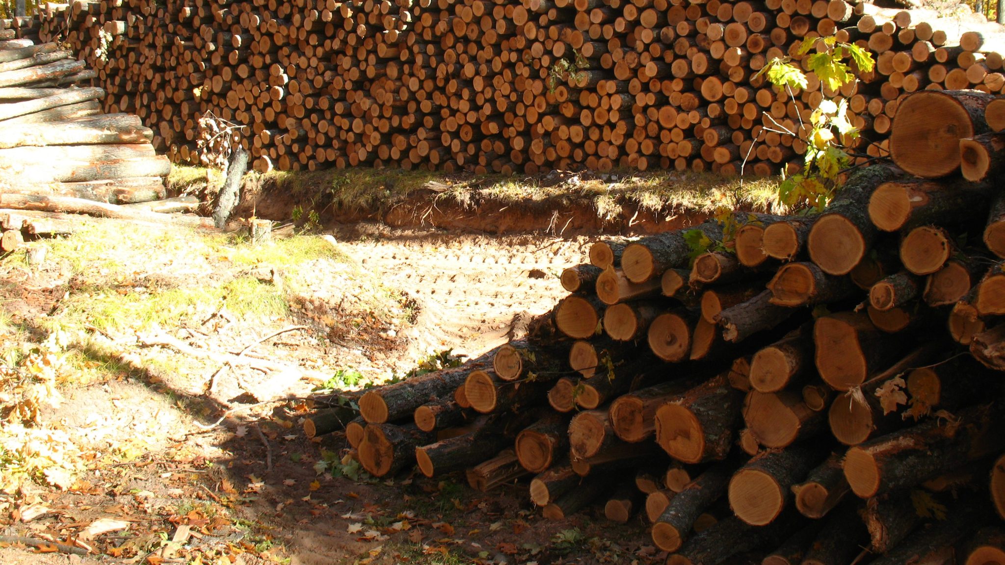UW-Madison Extension Forestry - UW-Madison Extension Forestry
